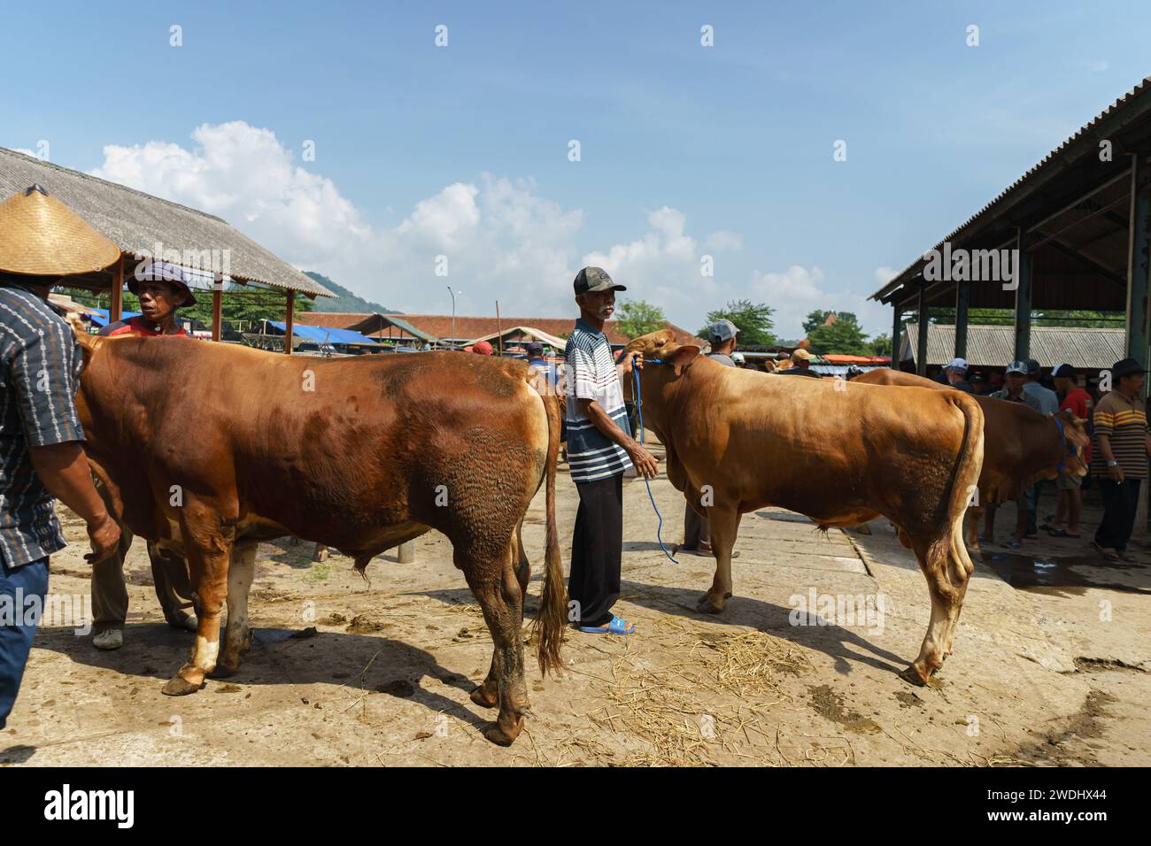 Farmers trading cattle or cow at Pasar Pon traditional animal market in ...