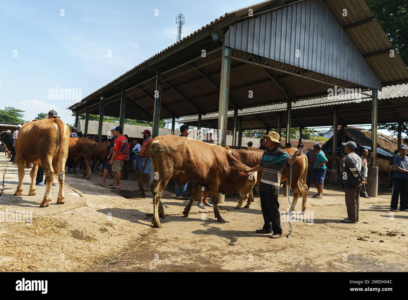Farmers trading cattle or cow at Pasar Pon traditional animal market in ...