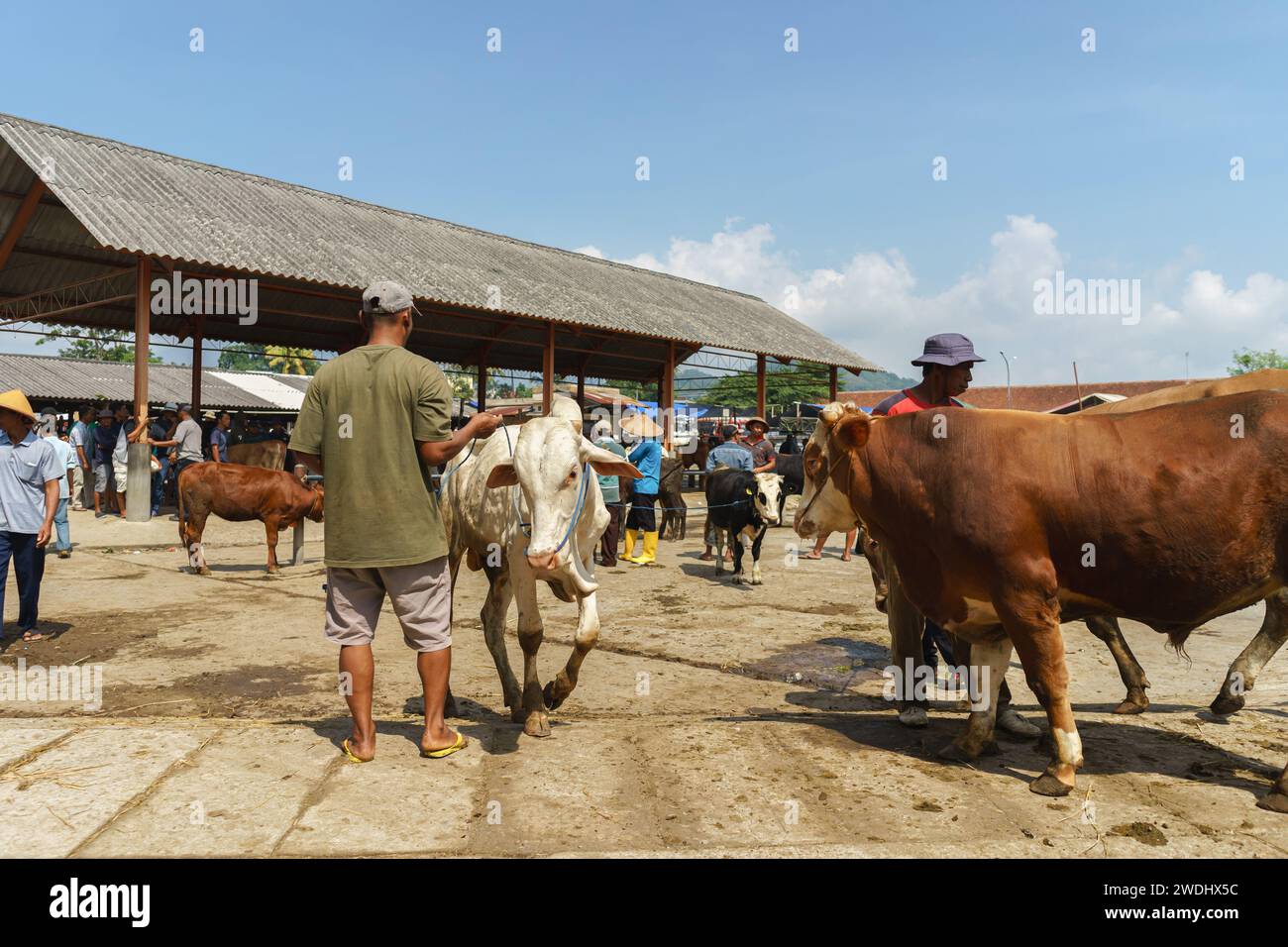 Farmers trading cattle or cow at Pasar Pon traditional animal market in Semarang, Indonesia ...