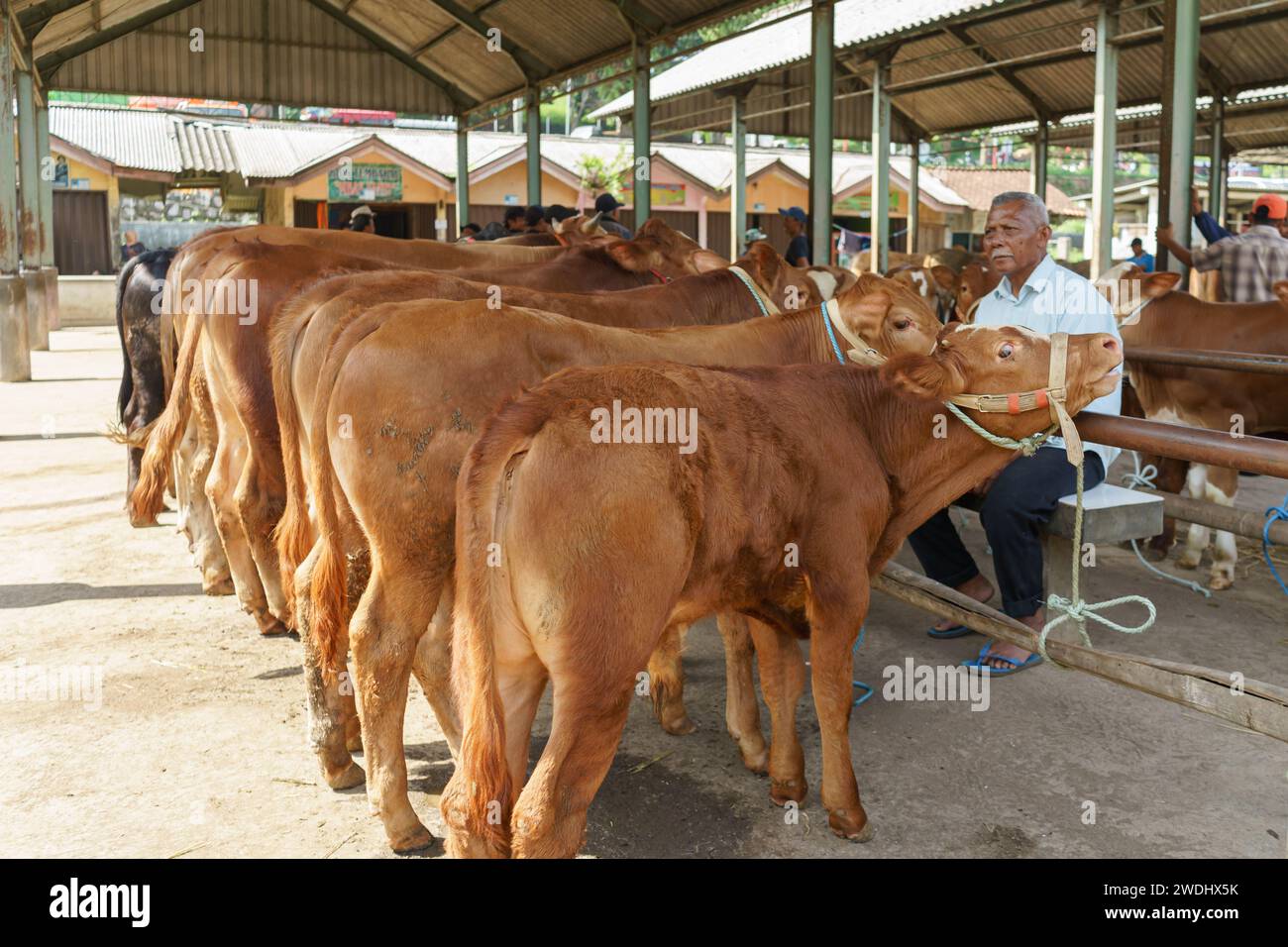 Farmers trading cattle or cow at Pasar Pon traditional animal market in ...