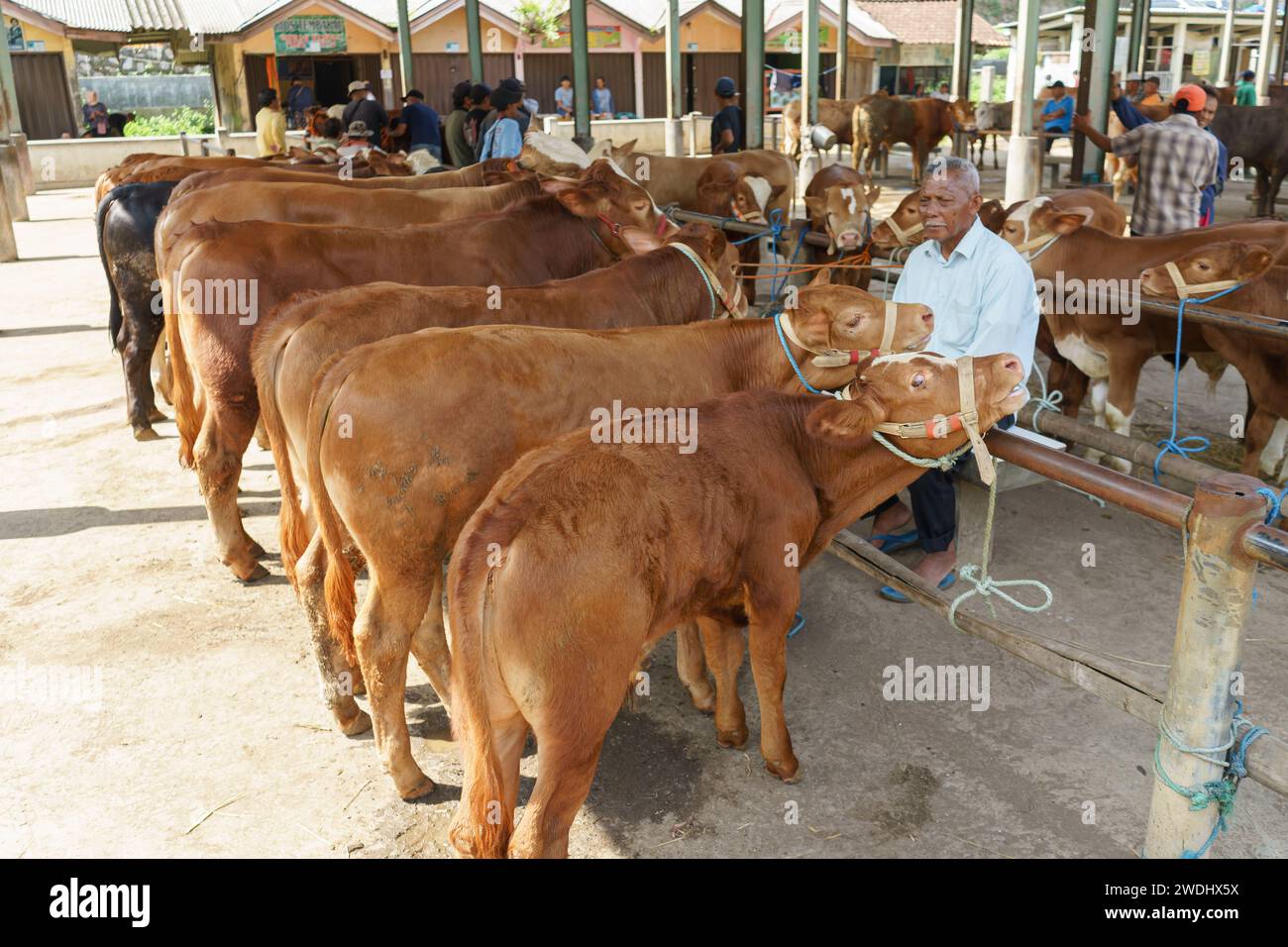 Farmers trading cattle or cow at Pasar Pon traditional animal market in ...
