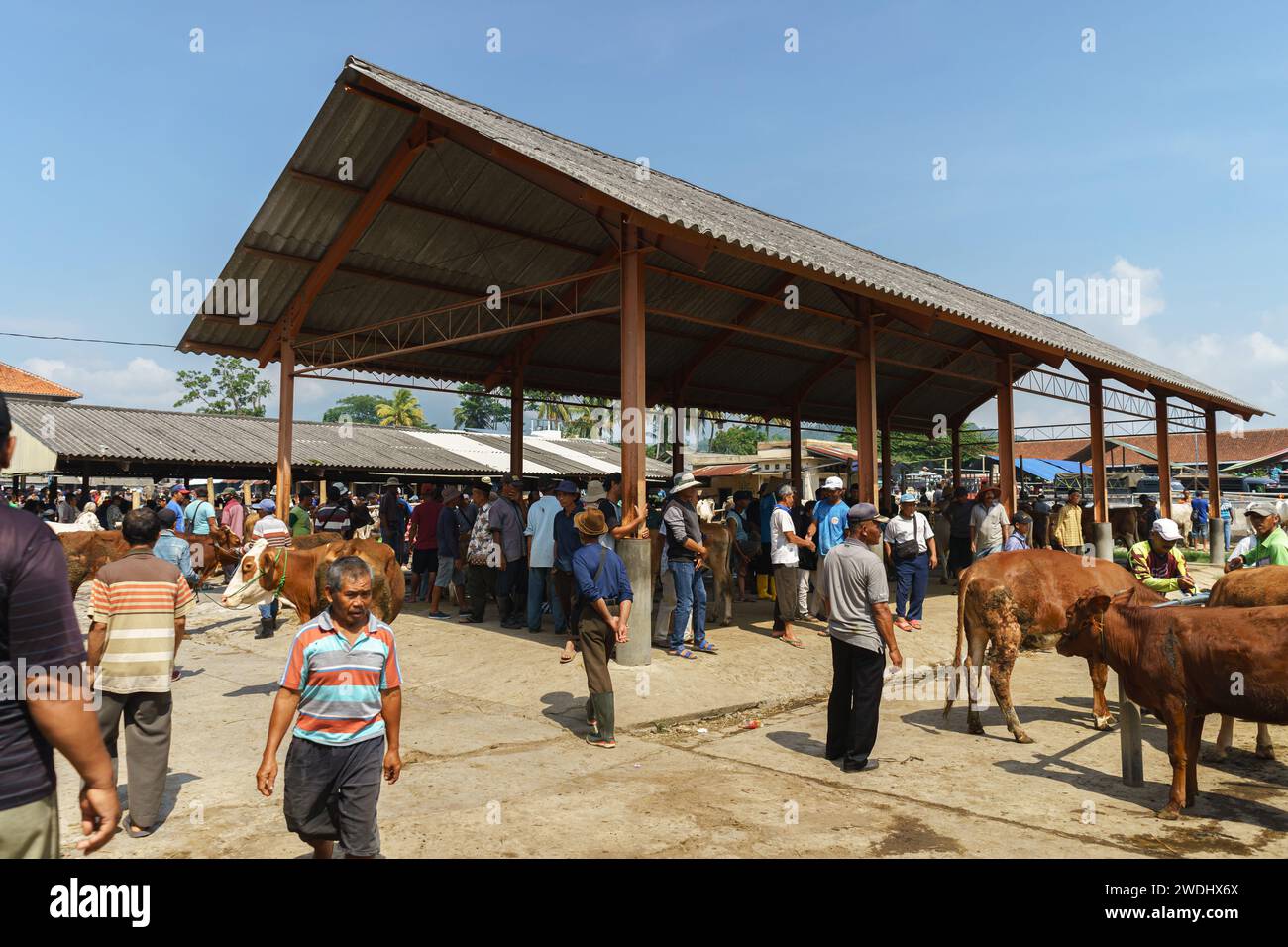 Farmers trading cattle or cow at Pasar Pon traditional animal market in ...