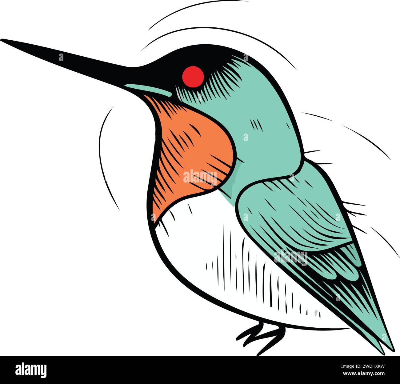 Hand drawn illustration kingfisher Stock Vector Images - Alamy