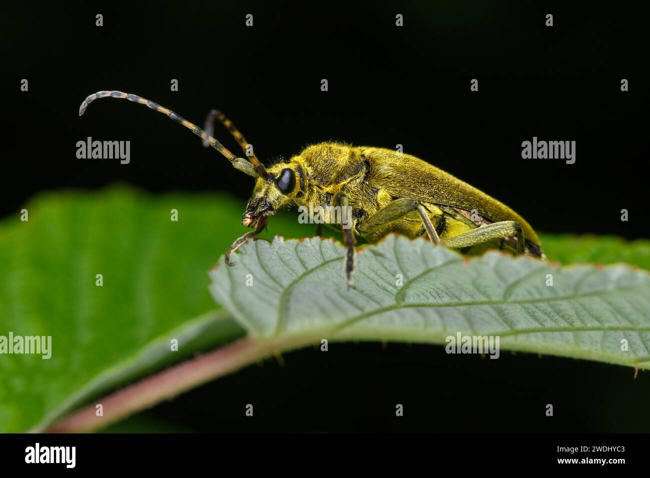 A green longhorned beetle (Leptura viridina, Lepturobosca virens) sits ...