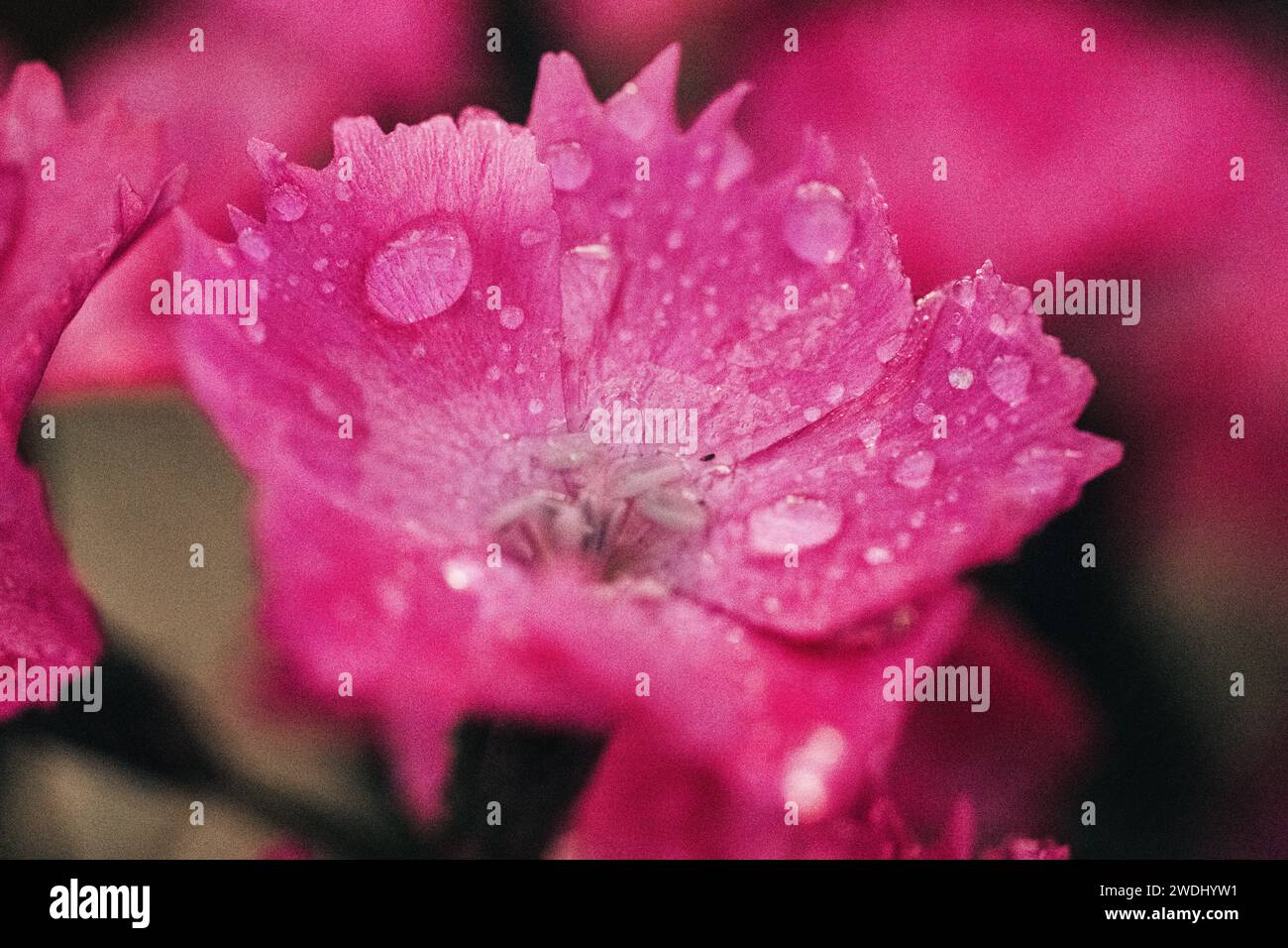 Rustic Roots Stock Photography Stock Photo - Alamy