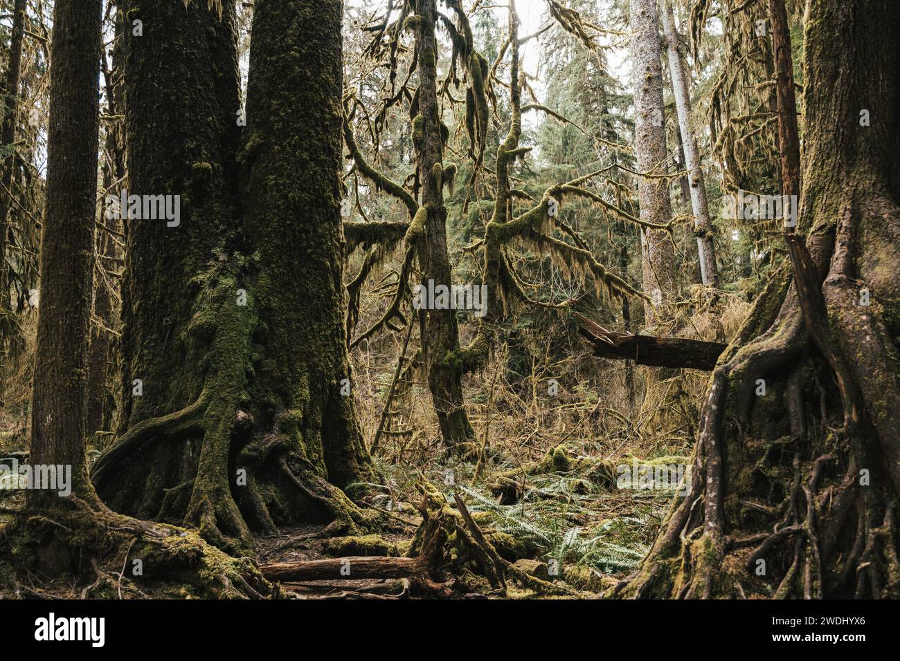 Rustic Roots Stock Photography Stock Photo - Alamy