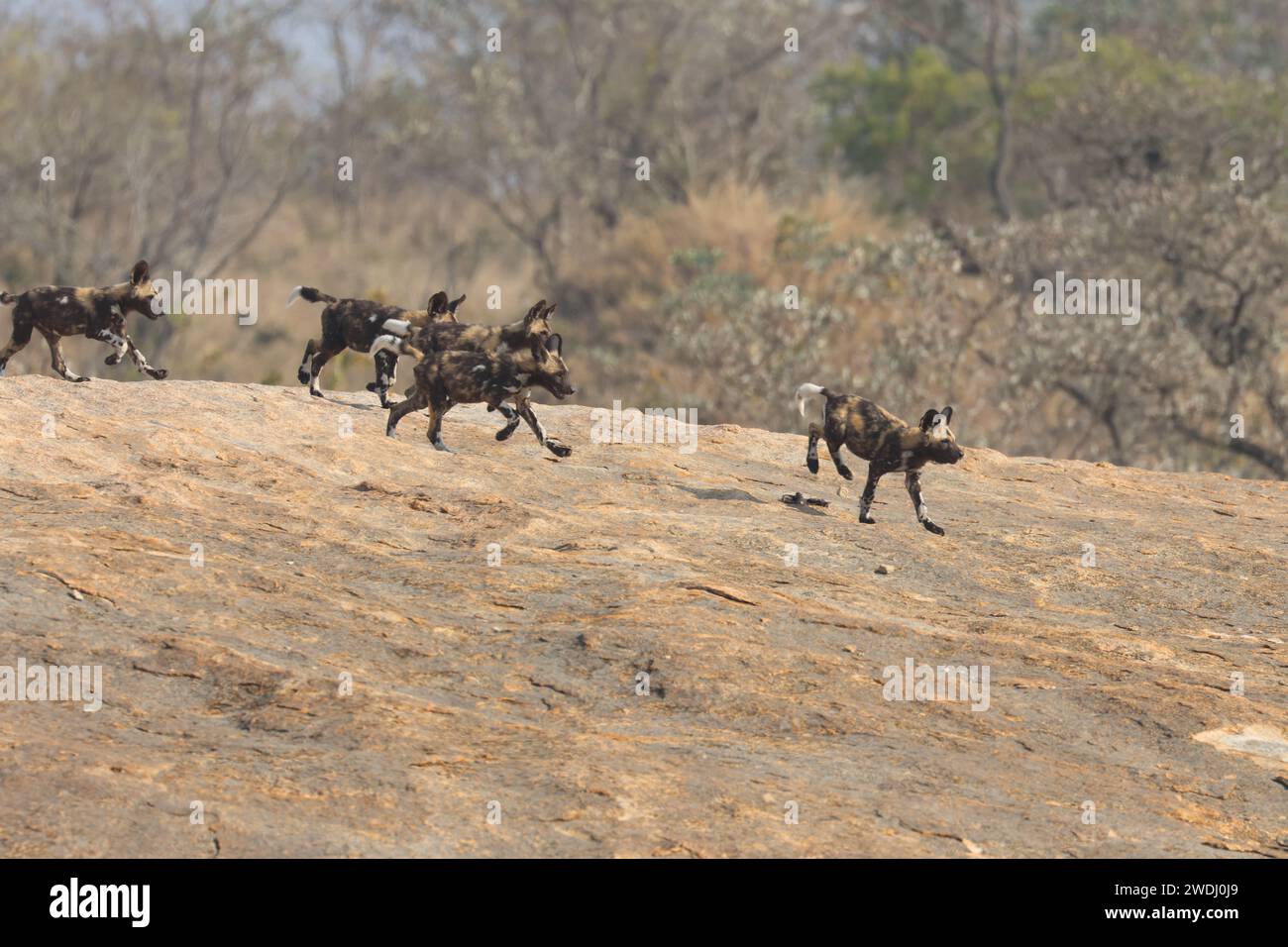 Wildlife photoraphy hi-res stock photography and images - Alamy