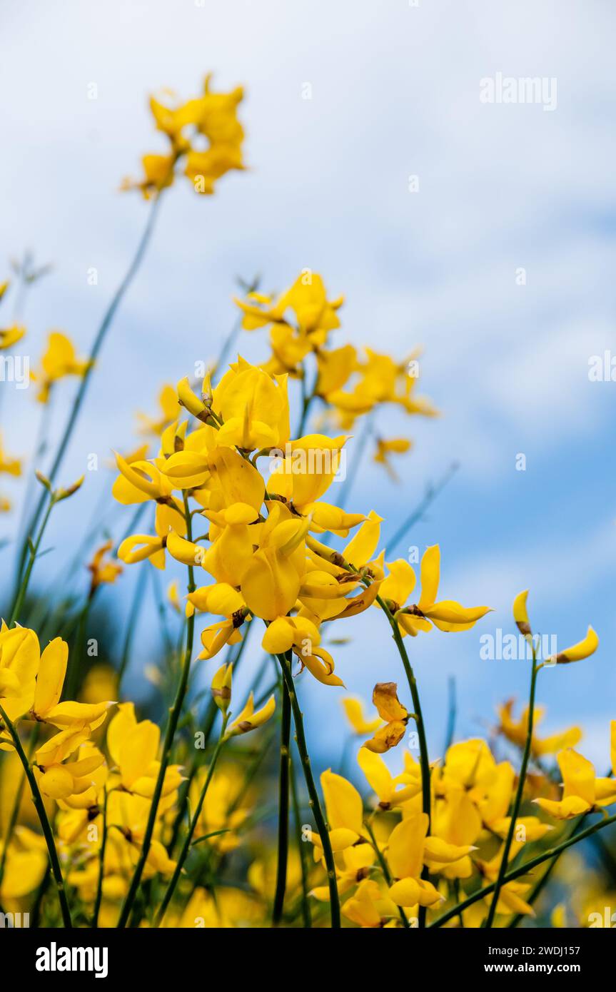 rush broom, weaver's broom, Spartium junceum, with blue sky background ...