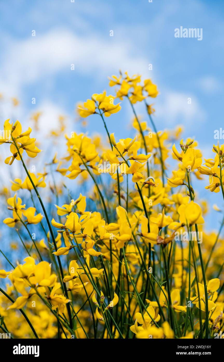 rush broom, weaver's broom, Spartium junceum, with blue sky background ...