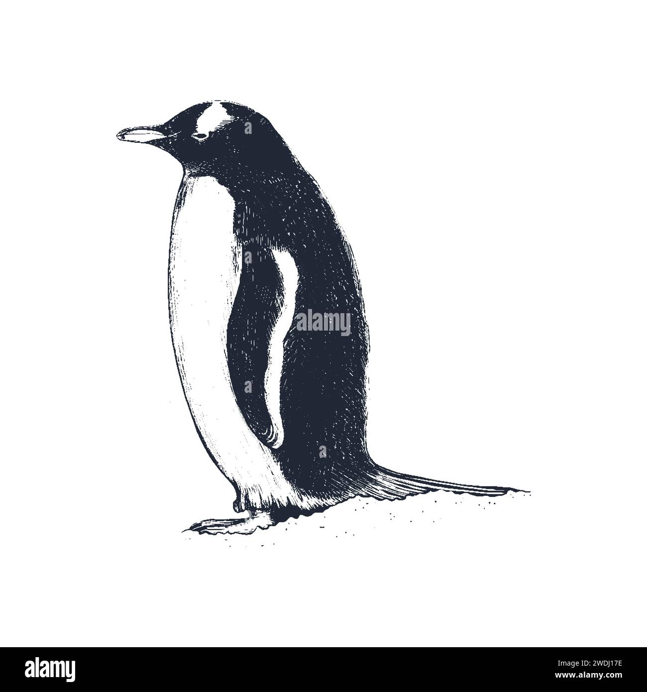 Penguin monochrome hi-res stock photography and images - Alamy