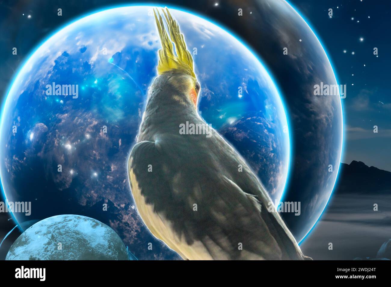 Funny parrot corella looks hi-res stock photography and images - Alamy
