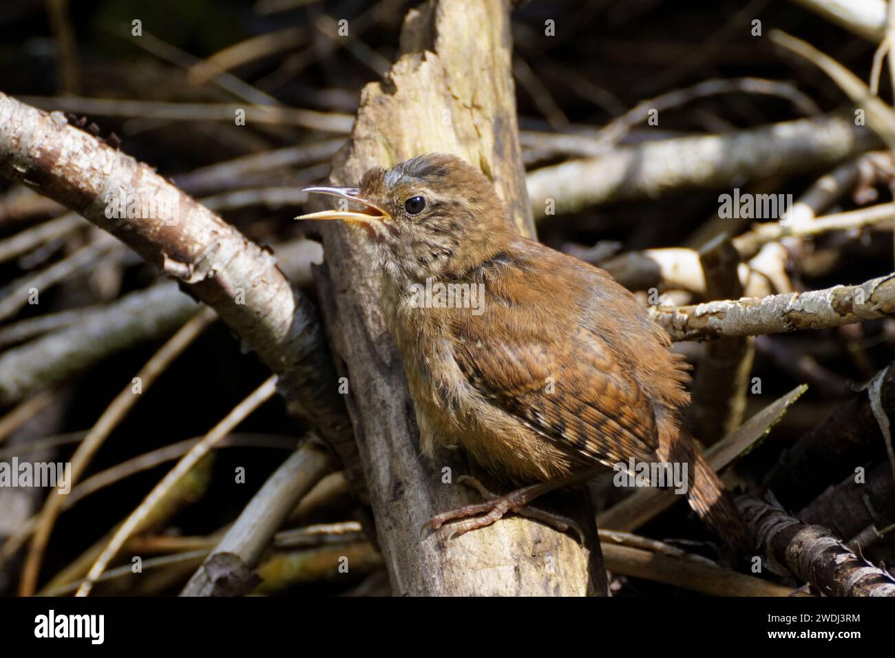 Happy wren hi-res stock photography and images - Alamy
