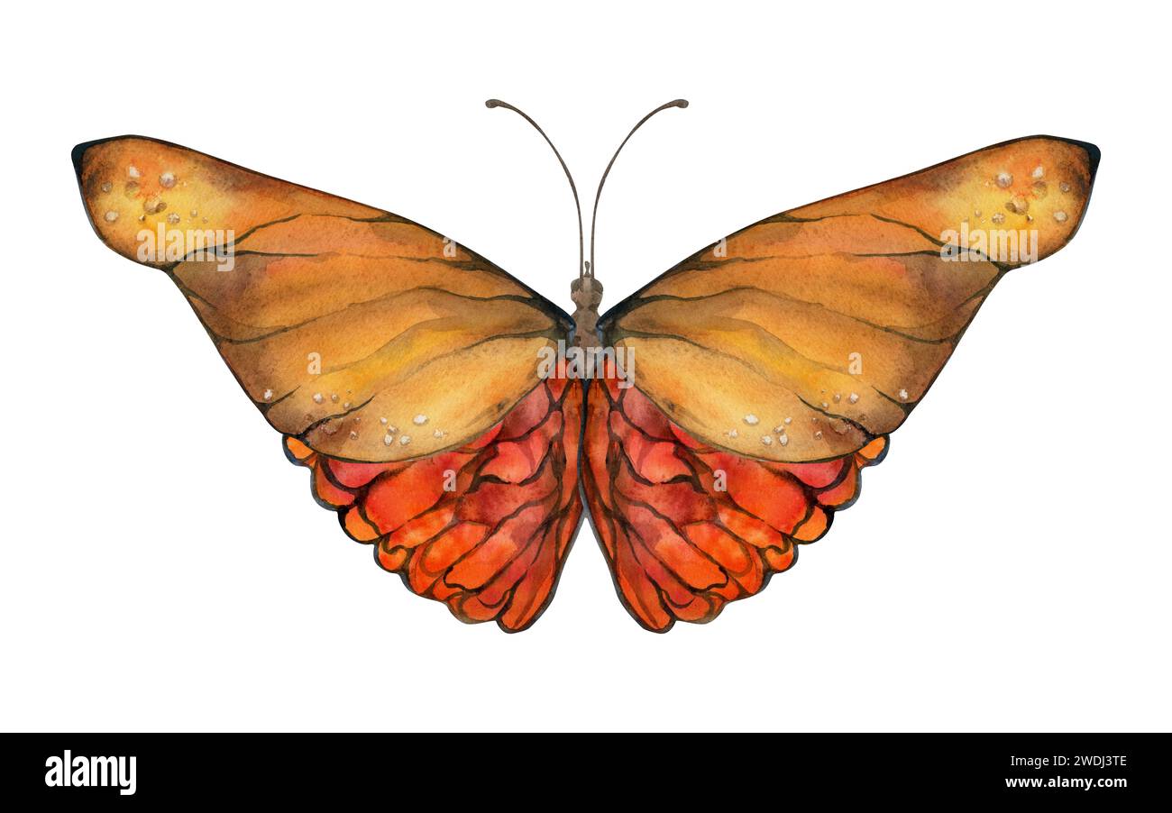 Hand drawn watercolor illustration butterfly fairy wings gem crystal ...