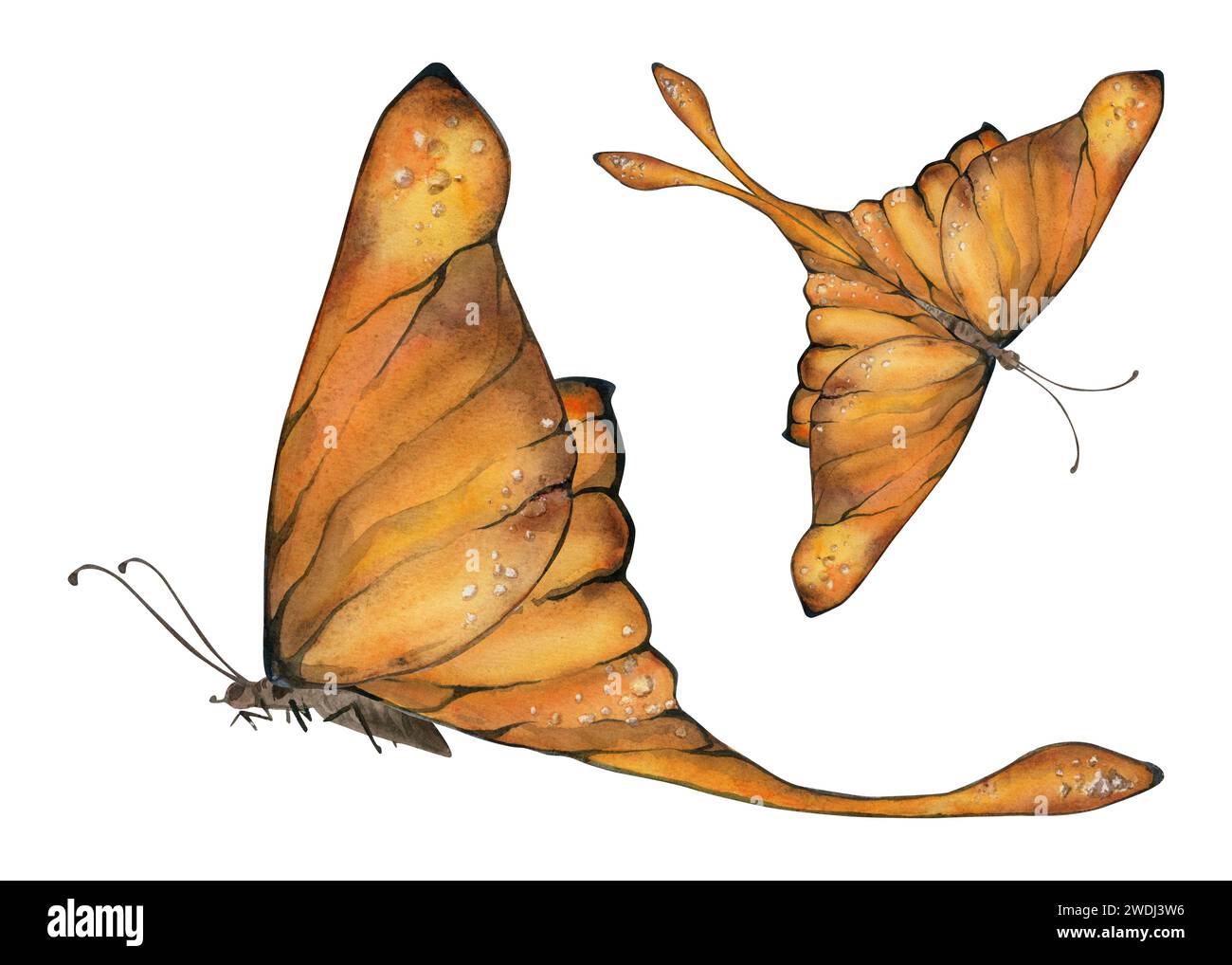 Hand drawn watercolor illustration butterfly fairy wings gem crystal ...