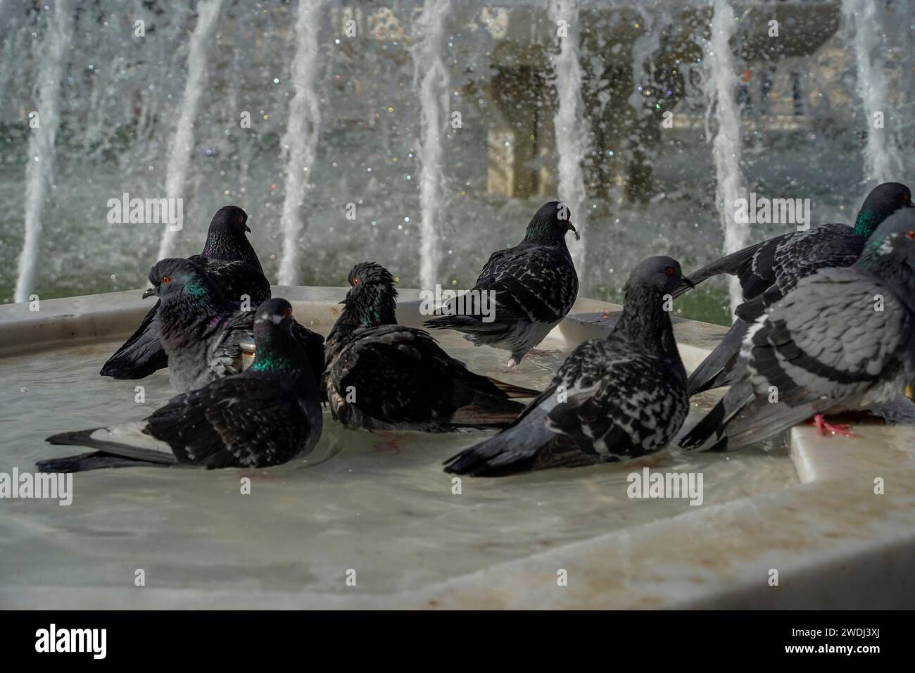 Pigeons in the fountain in front of The Eyup Sultan Camii mosque ...
