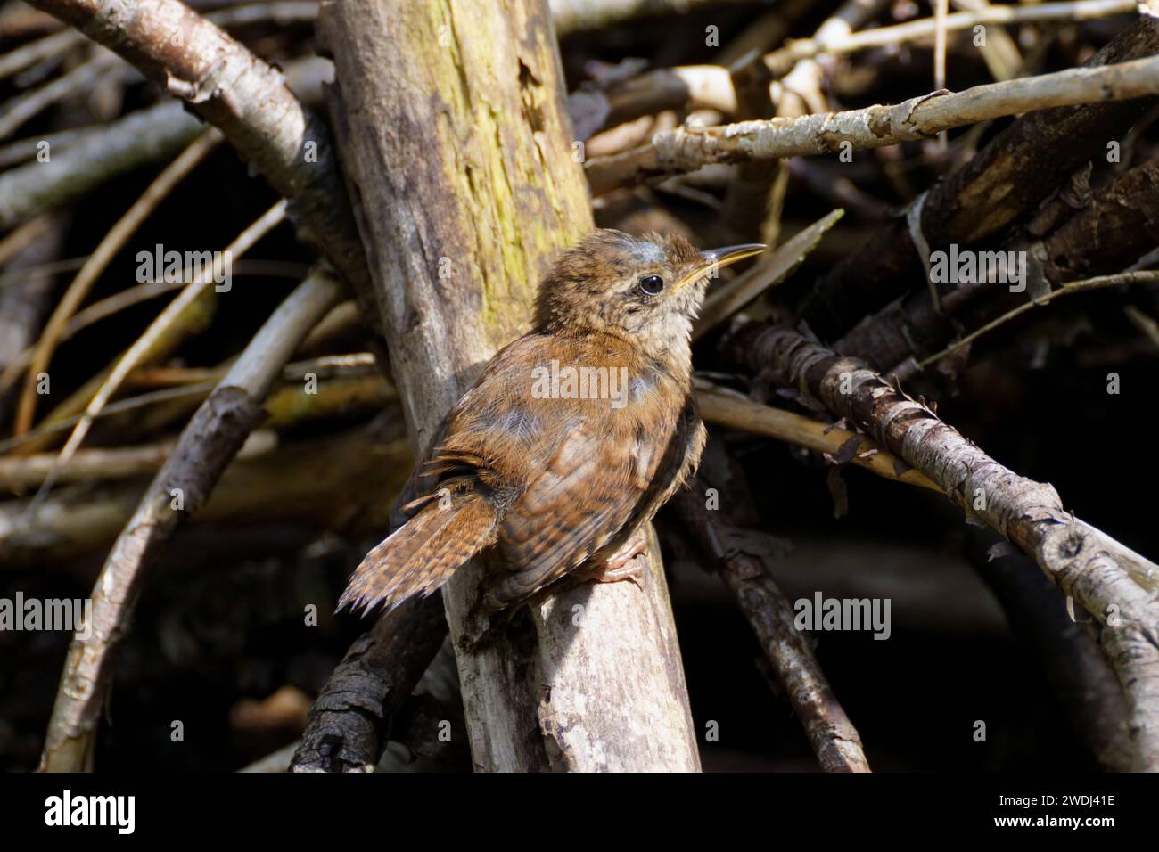 wren in summer; sunbath Stock Photo - Alamy