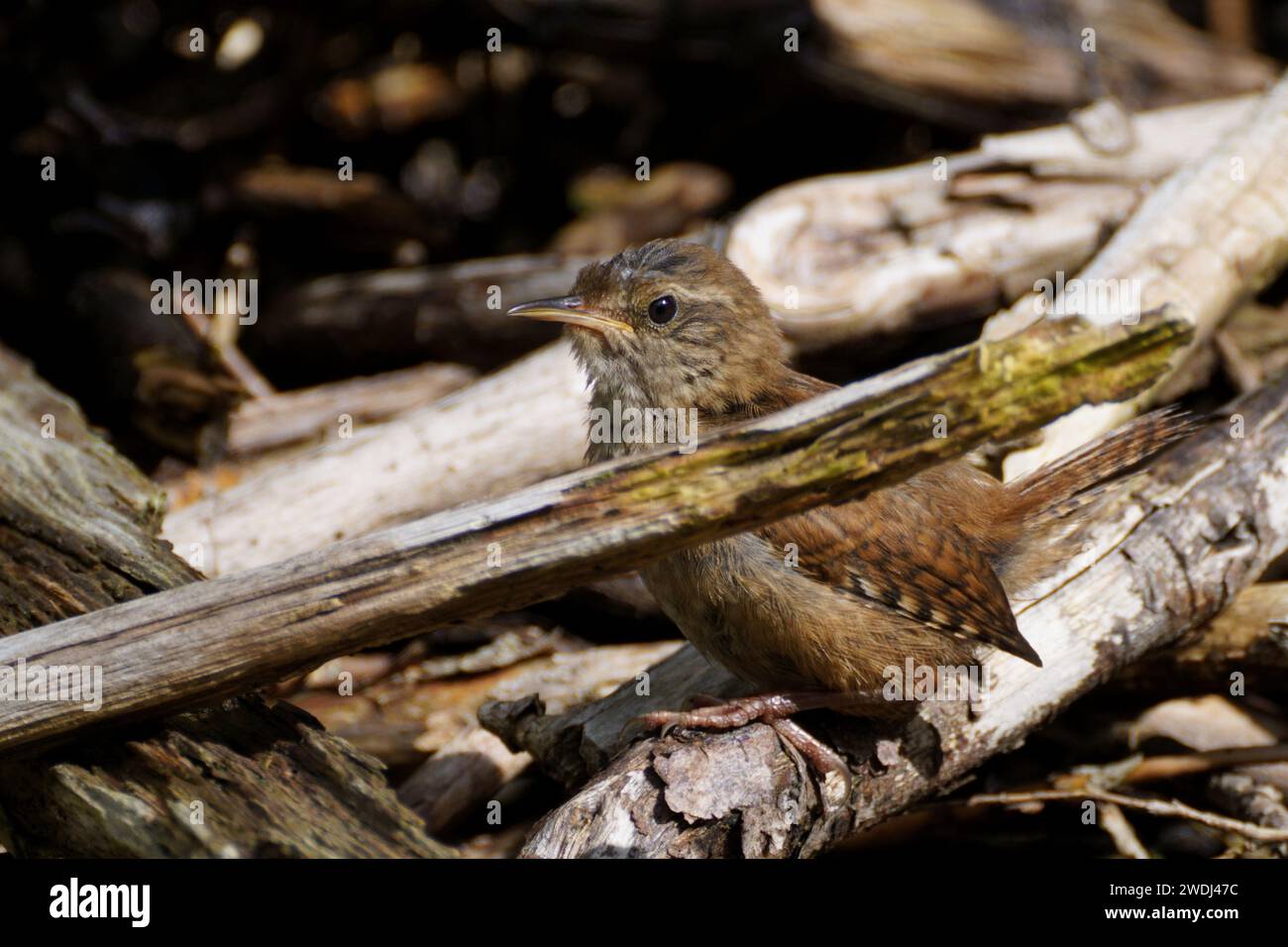 Happy wren hi-res stock photography and images - Alamy