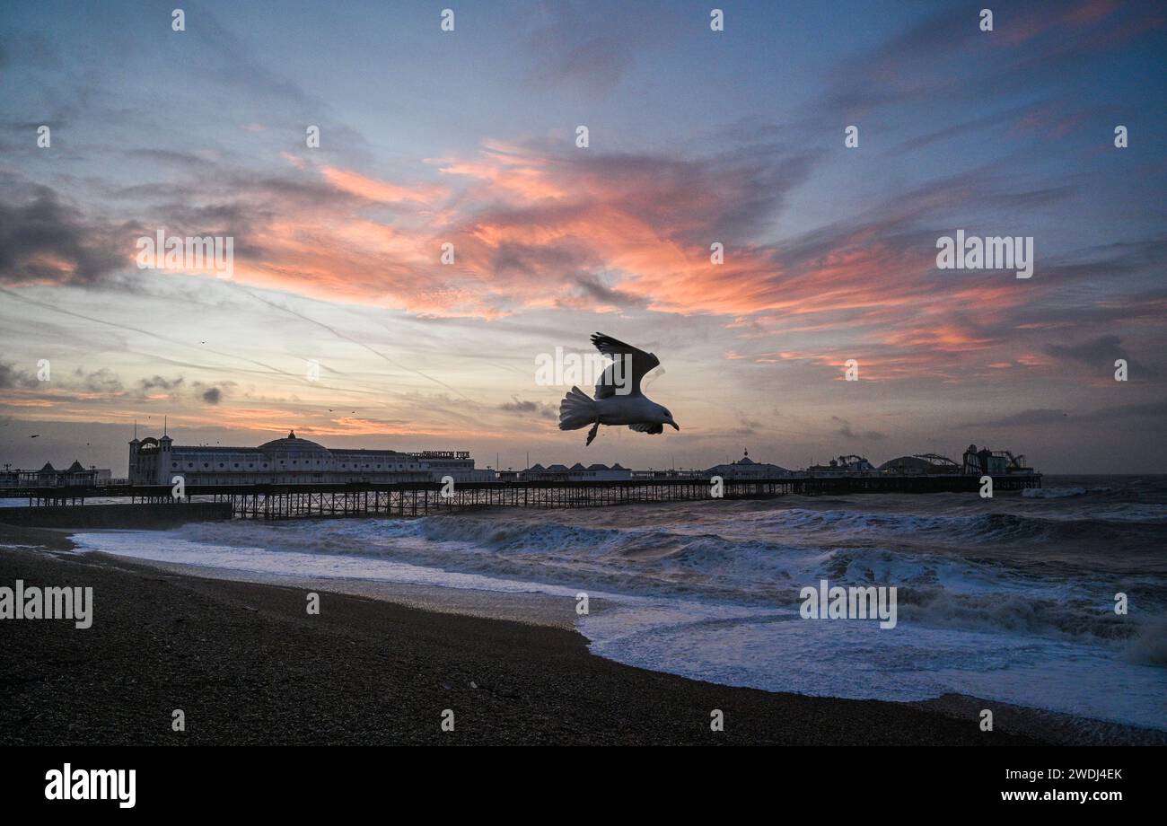 Gull across waves hi-res stock photography and images - Alamy