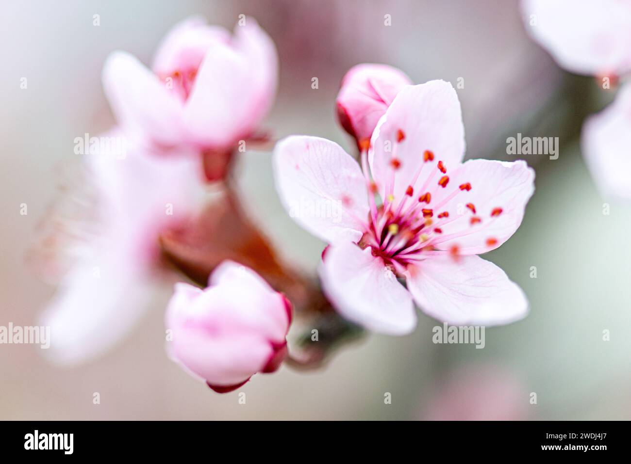 sakura blossom wallpaper spring time Stock Photo - Alamy