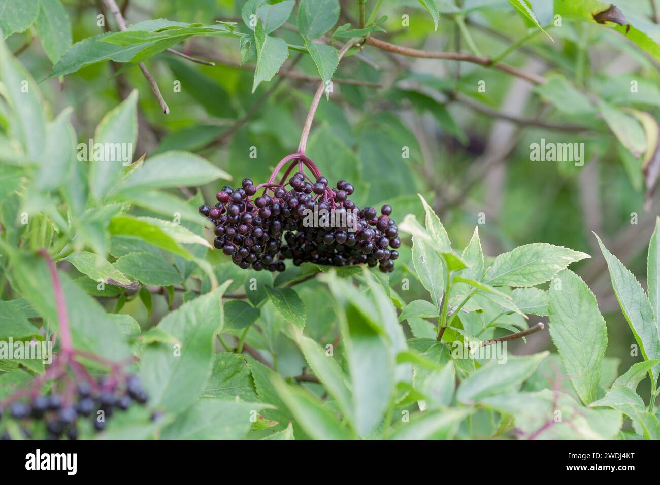 SAMBUCUS NIGRA flowering plant in family Adoxaceae Stock Photo - Alamy
