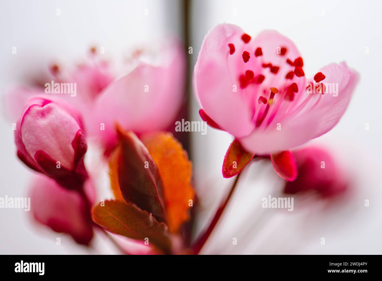 sakura blossom wallpaper spring time Stock Photo - Alamy