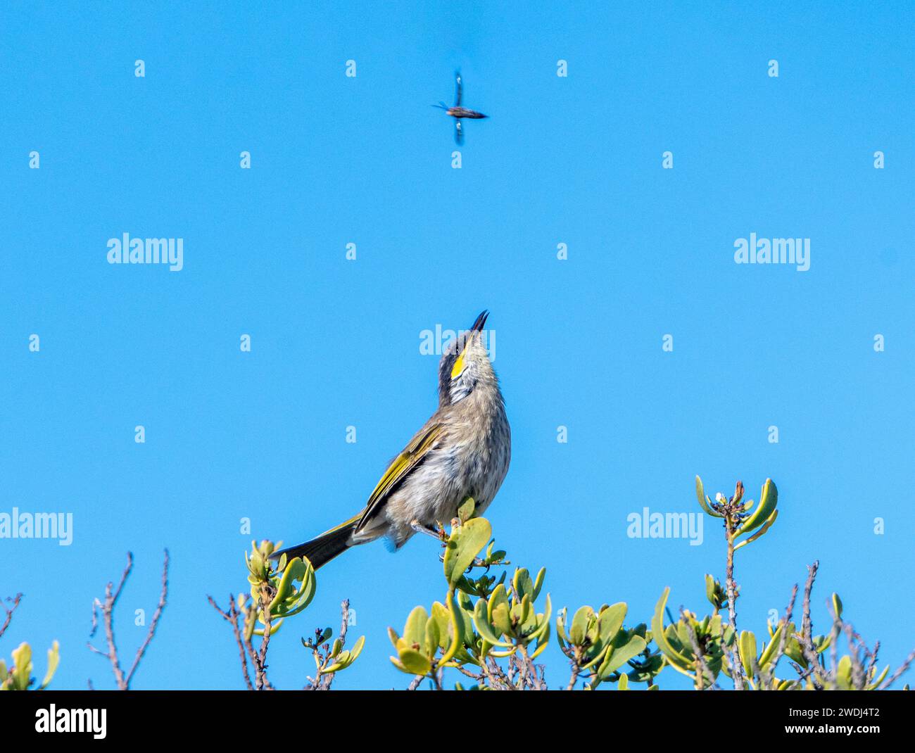 Bird catching insect hi-res stock photography and images - Alamy