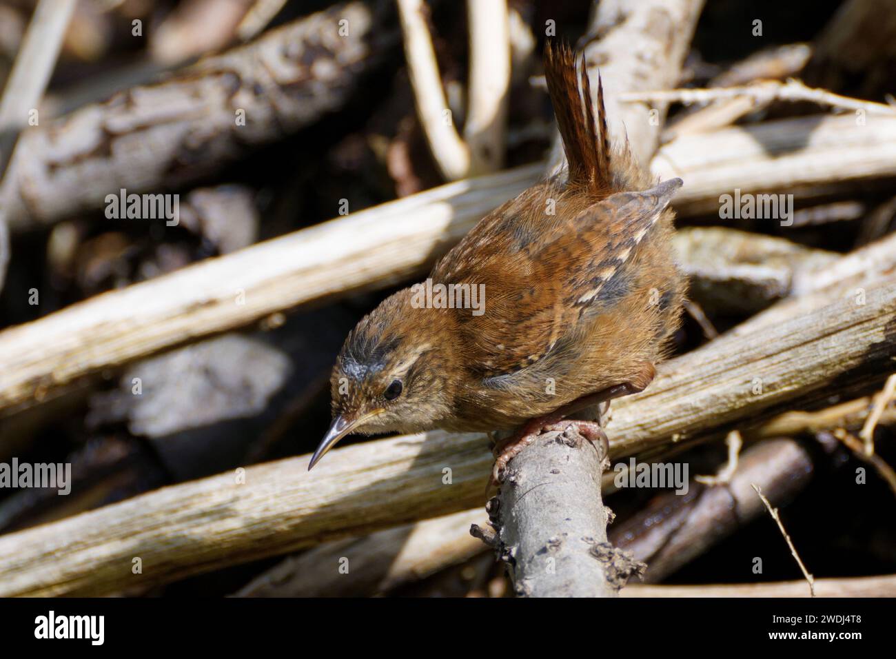 wren in summer; sunbath Stock Photo - Alamy