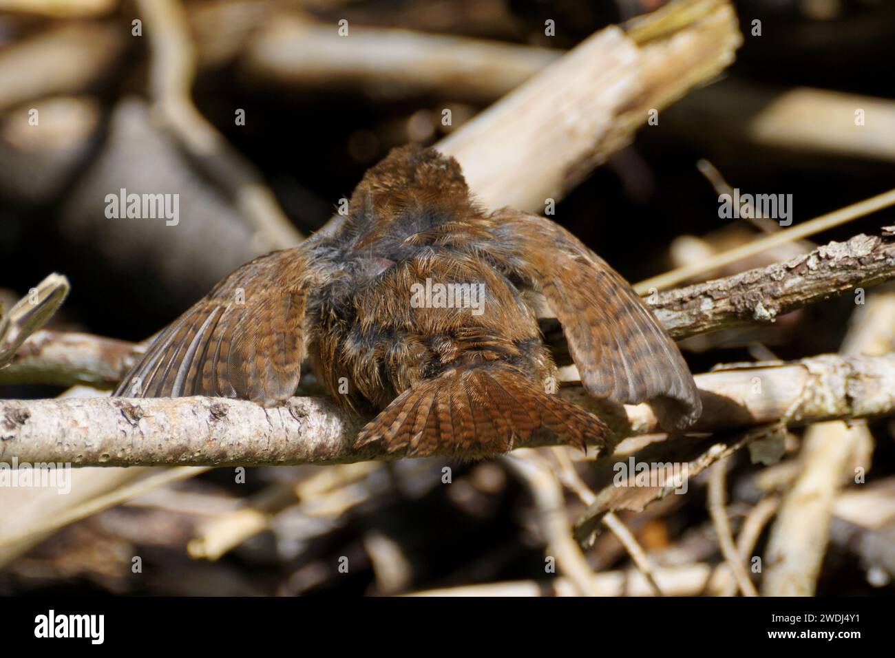 Happy wren hi-res stock photography and images - Alamy