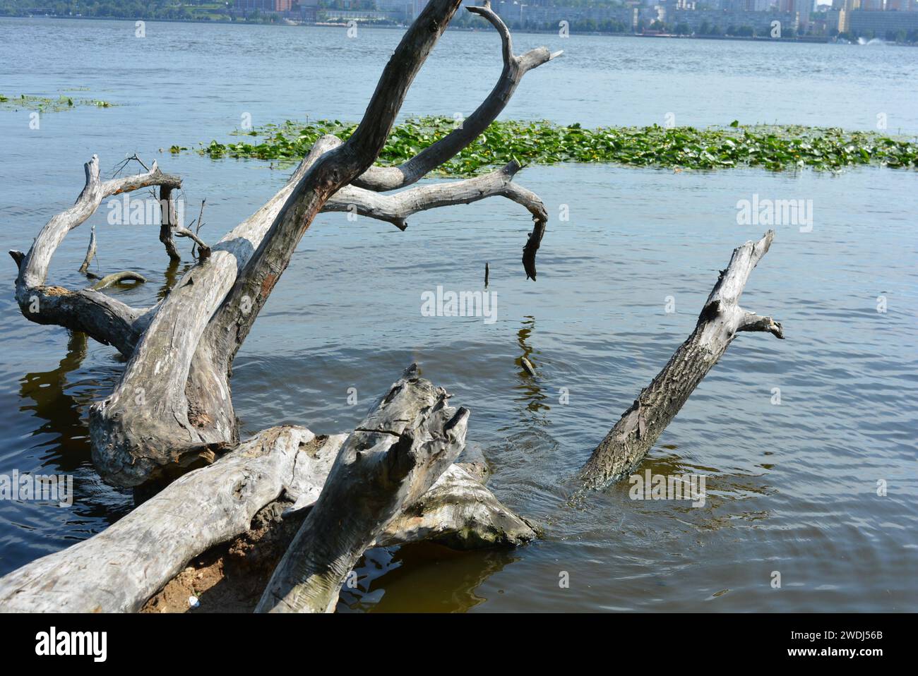 View from the left bank with a dry wooden tree falling into the water ...