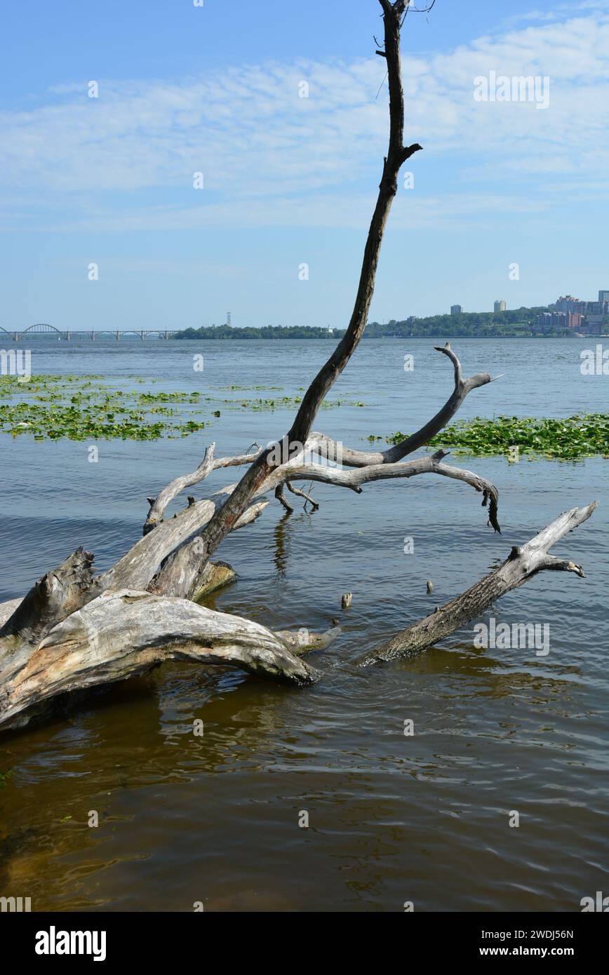 View from the left bank with a dry wooden tree falling into the water ...