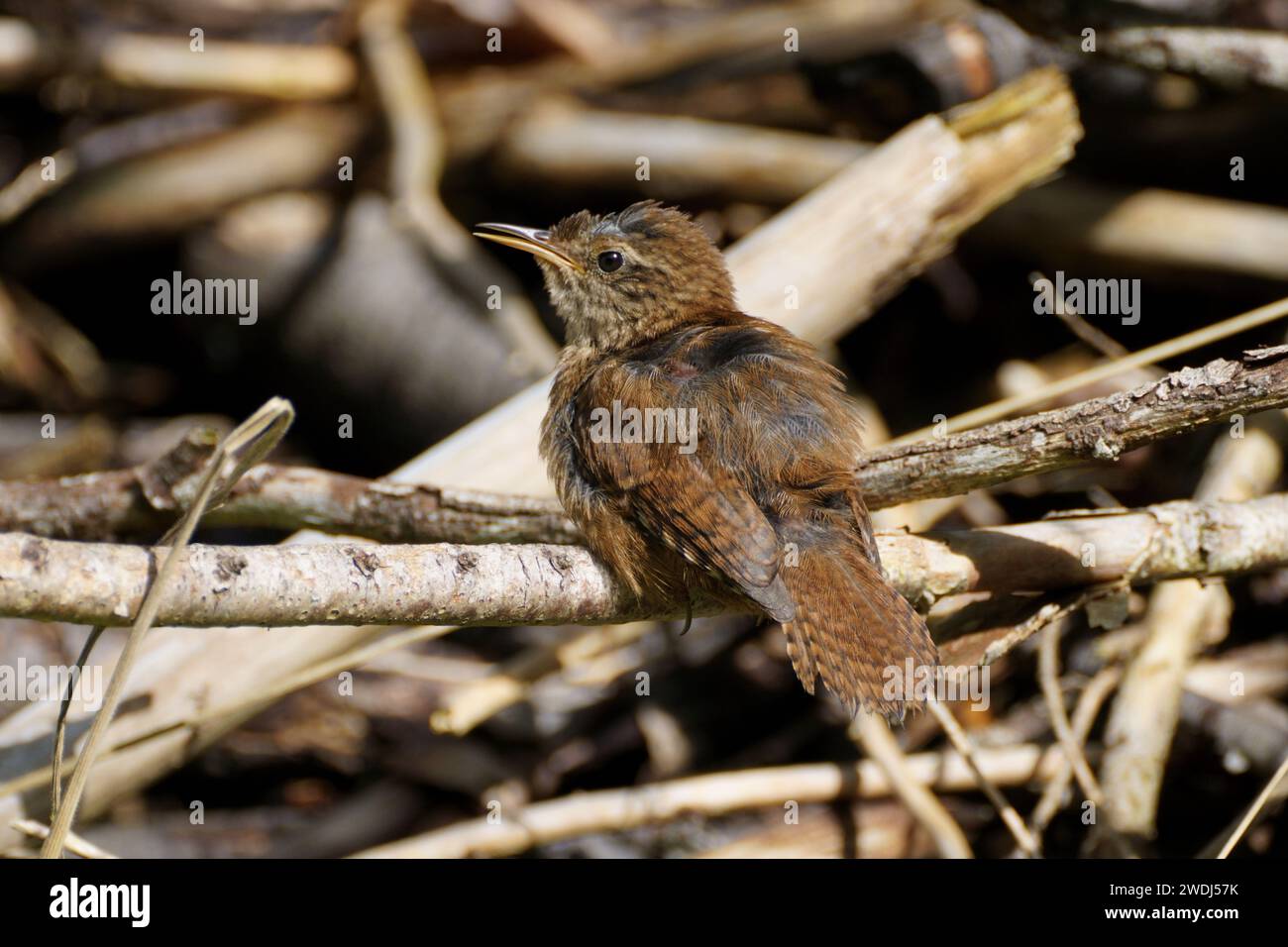 Happy wren hi-res stock photography and images - Alamy