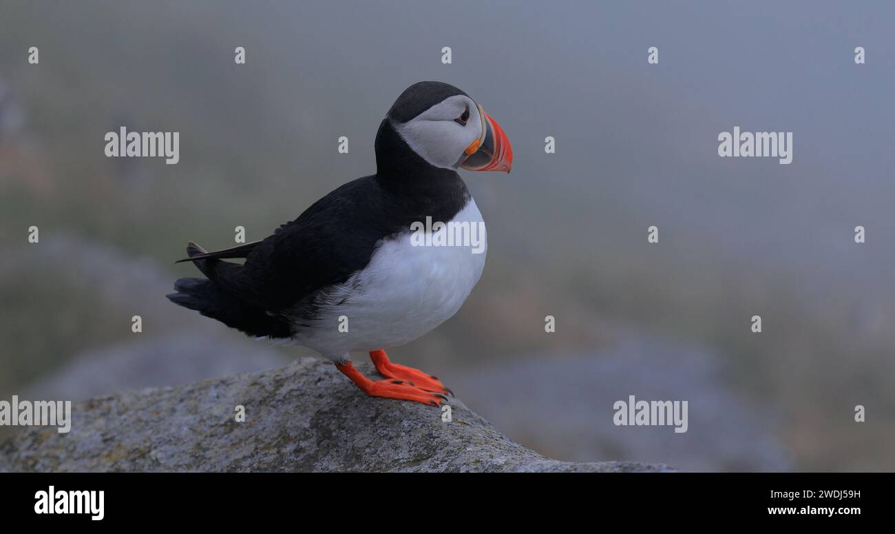 Atlantic puffin (Fratercula arctica), on the rock on the island of ...