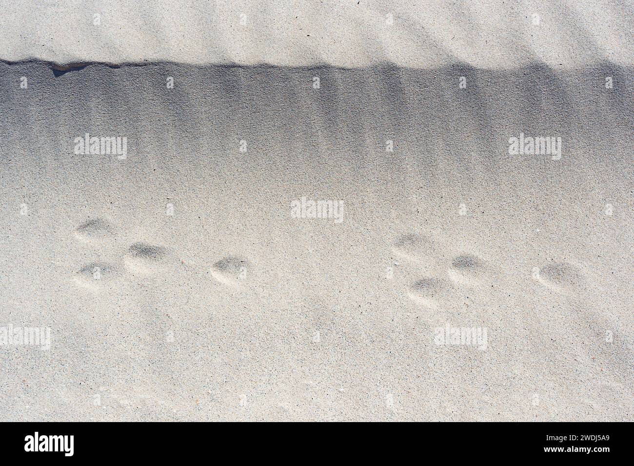 Animal Tracks in the sand dunes of the Nullarbor Plain, Western ...