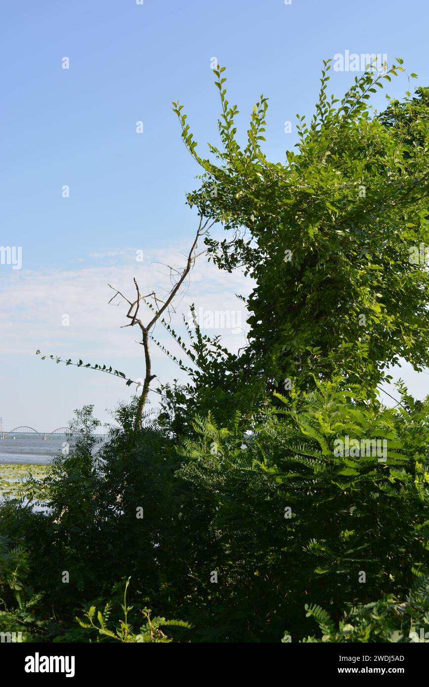Green tree with dry sticks from a dry sky against a blue sky with white ...