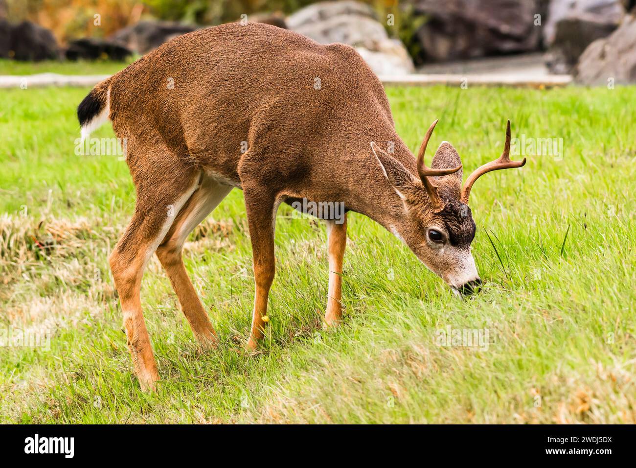 A buck White-tailed Deer (Odocoileus virginianus) grazing outside ...