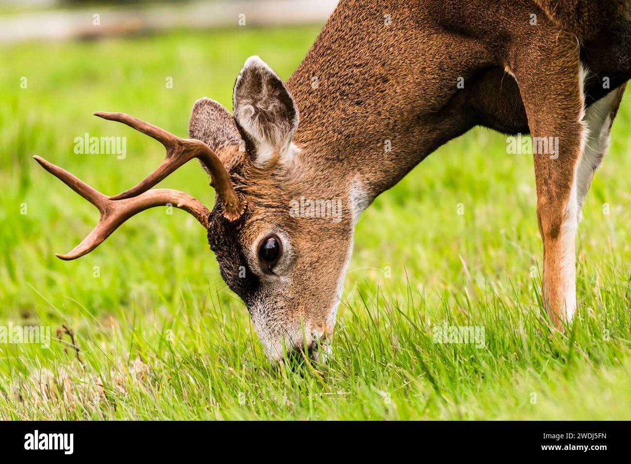 A buck White-tailed Deer (Odocoileus virginianus) outside Ucluelet ...