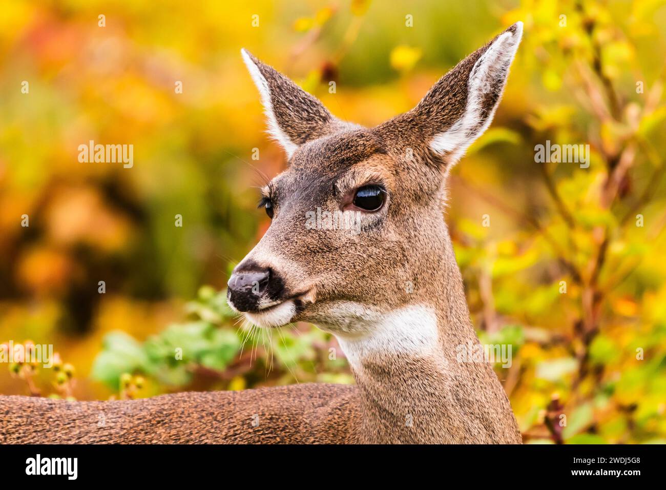 Female White-tailed Deer (Odocoileus virginianus) outside Ucluelet ...