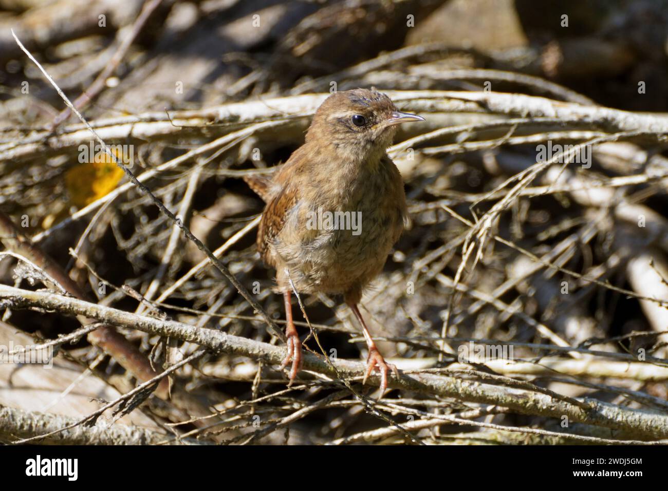 Shy wren hi-res stock photography and images - Alamy