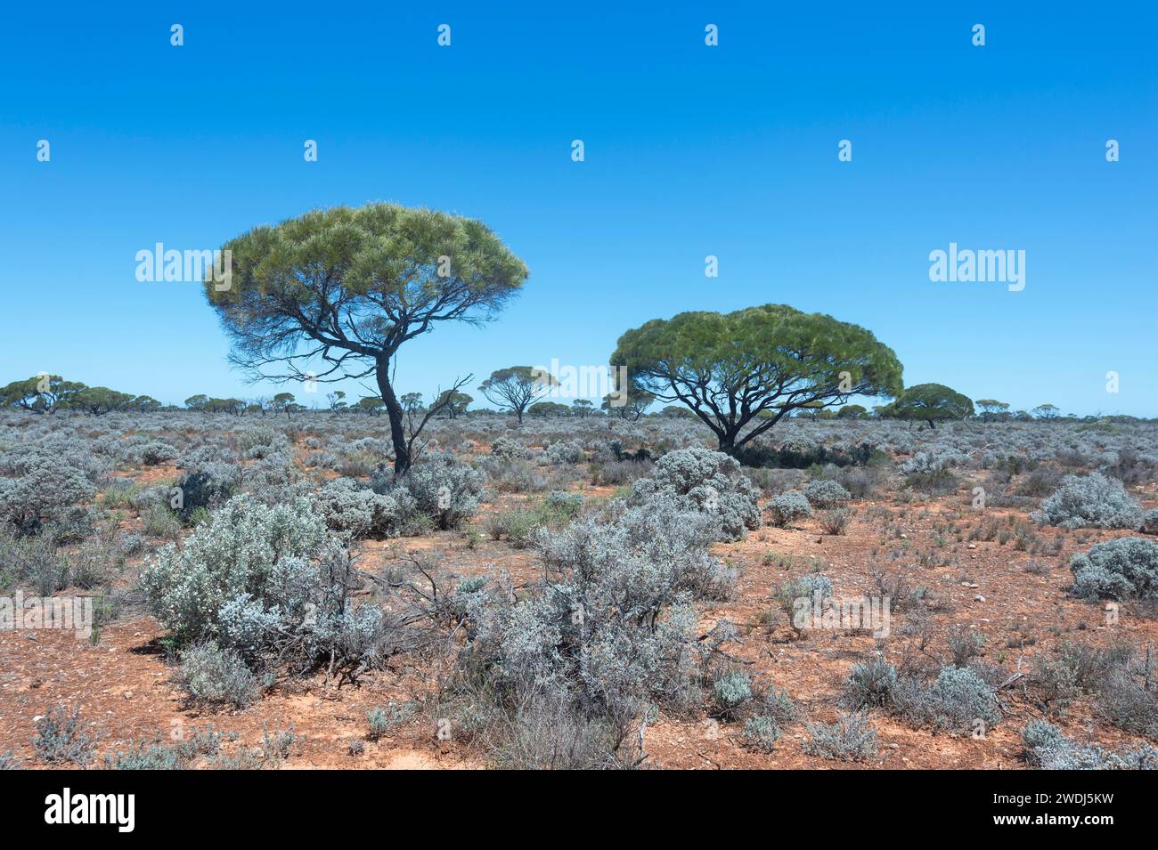 Nullarbor plain hi-res stock photography and images - Alamy