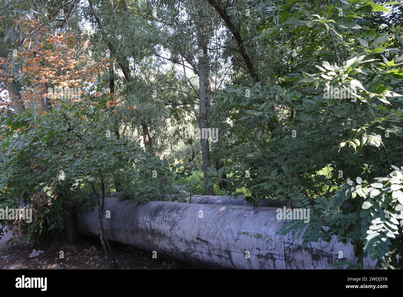 Tops of green poplar trees with blue sky Stock Photo - Alamy