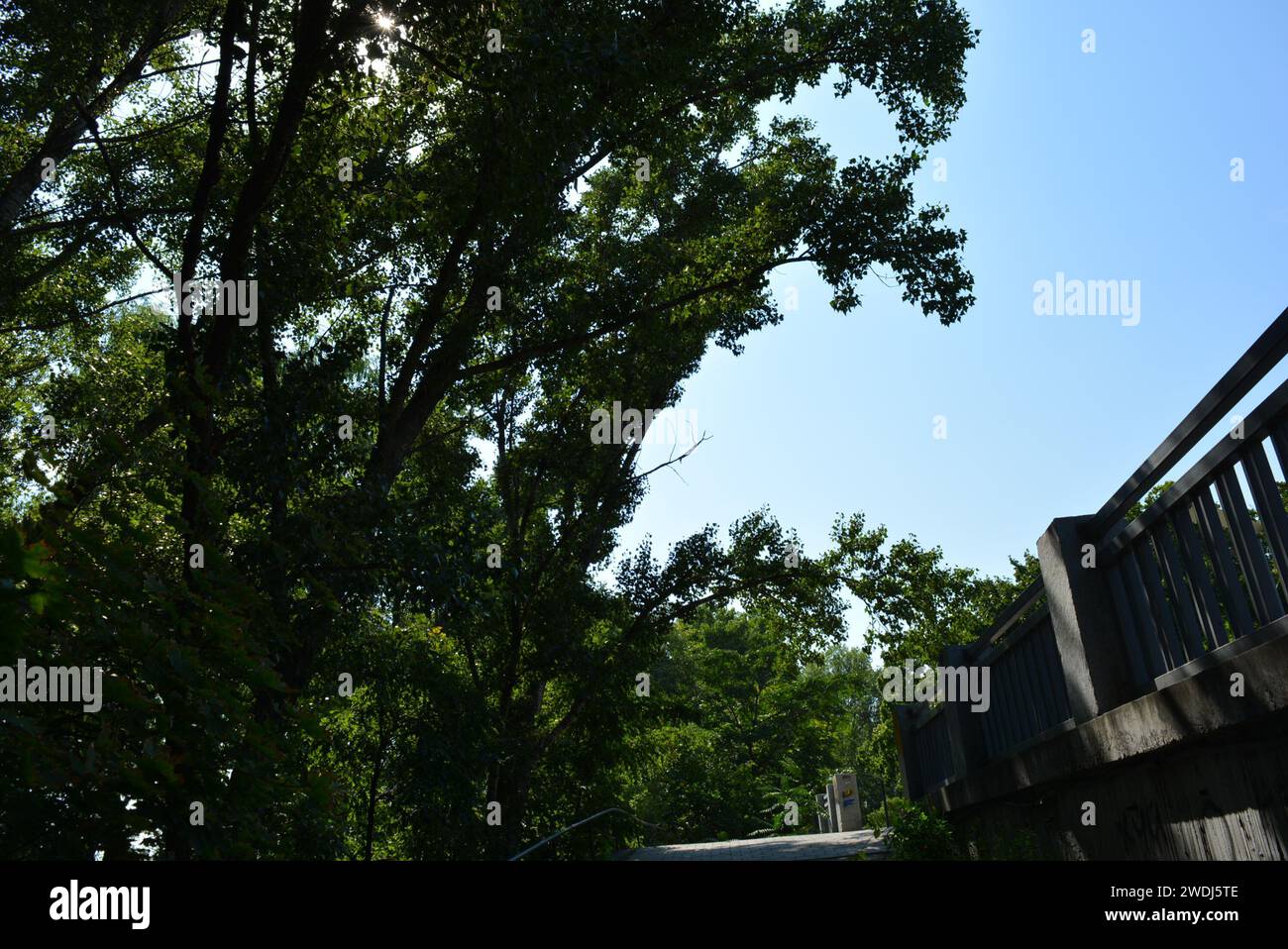 Tops of green poplar trees with blue sky Stock Photo - Alamy