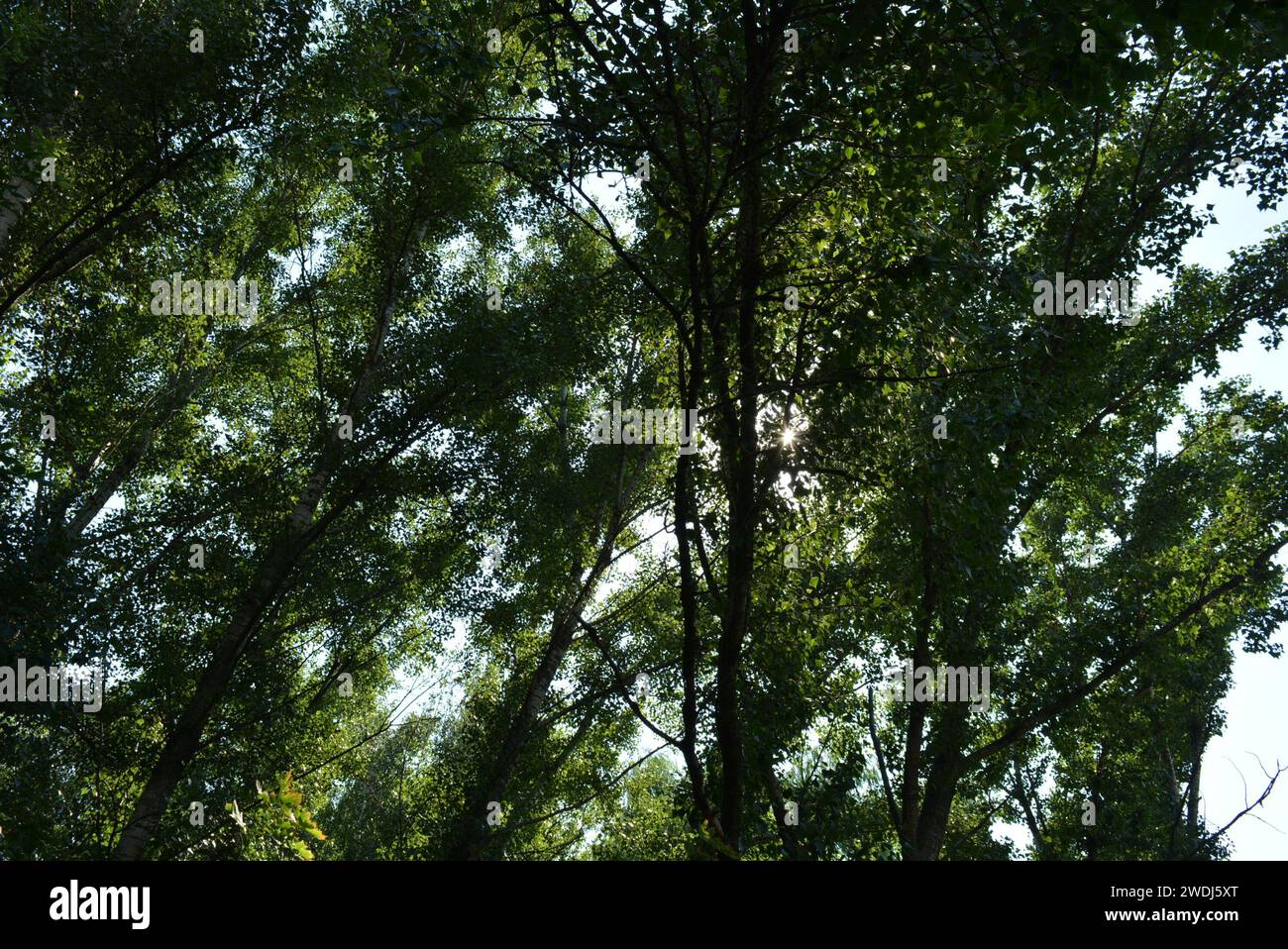 Tops of green poplar trees with blue sky Stock Photo - Alamy