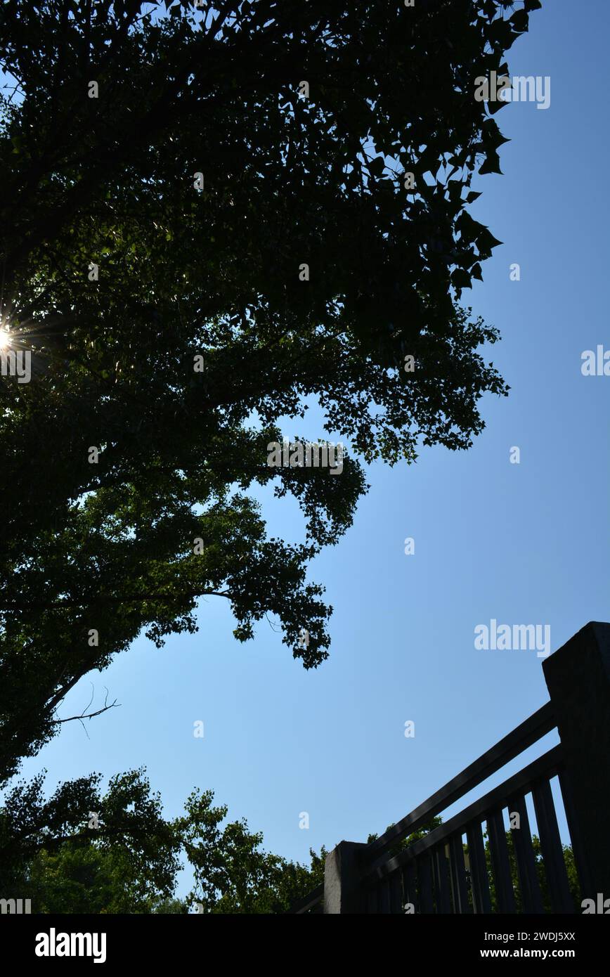 Tops of green poplar trees with blue sky Stock Photo - Alamy