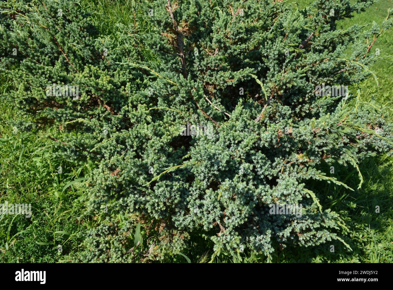 Green bush on the background of lawn grass Stock Photo - Alamy