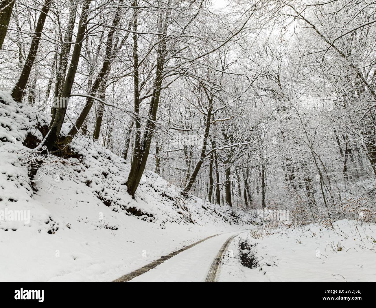 Frozen forest after a snow blizzard covered with snow in Poland ...