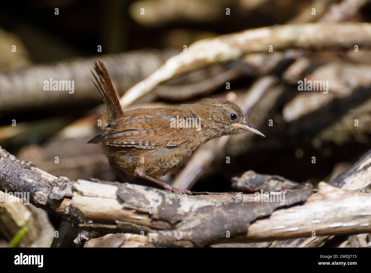 Happy wren hi-res stock photography and images - Alamy