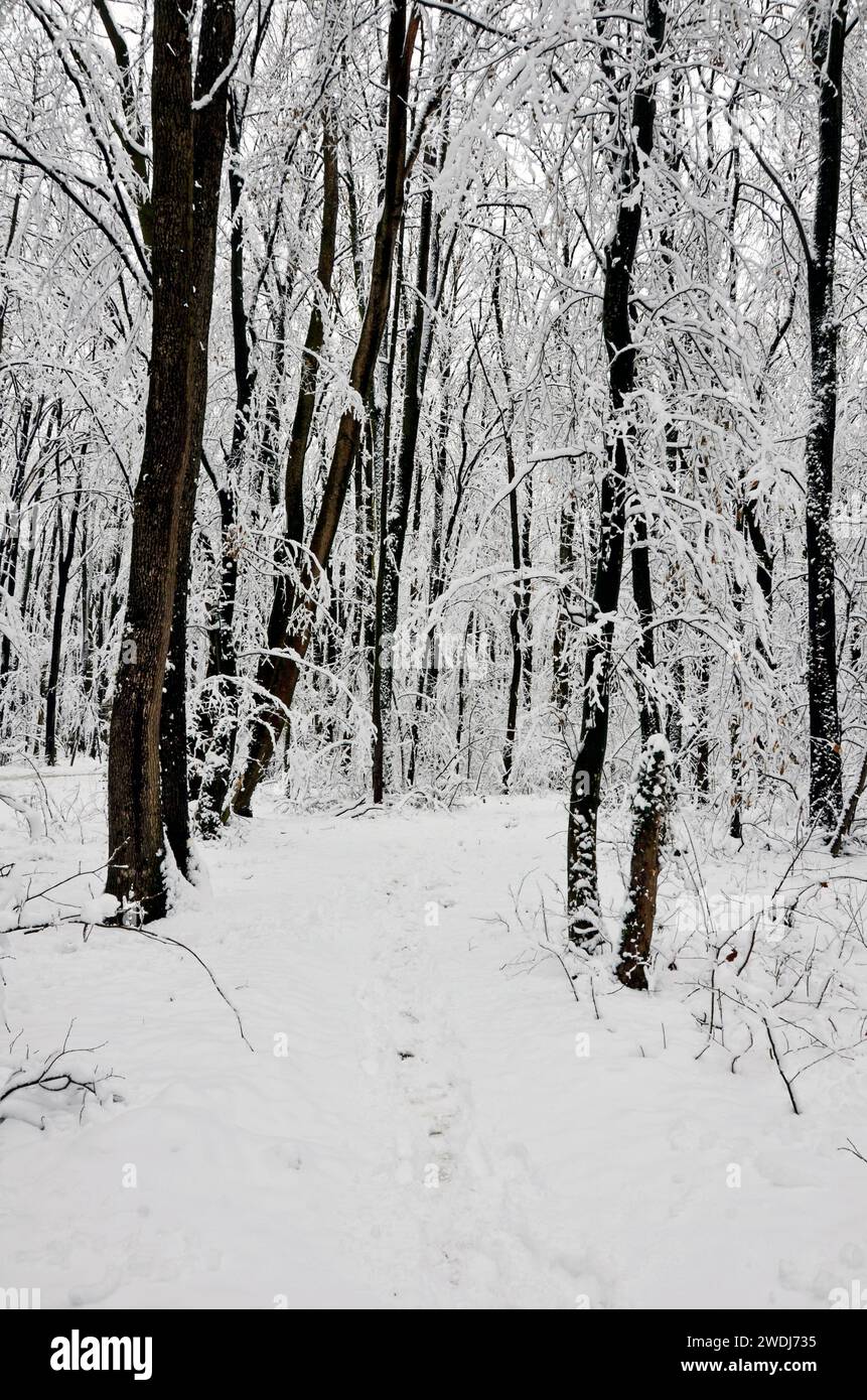 The snow has transformed the bleak forest landscape Stock Photo - Alamy