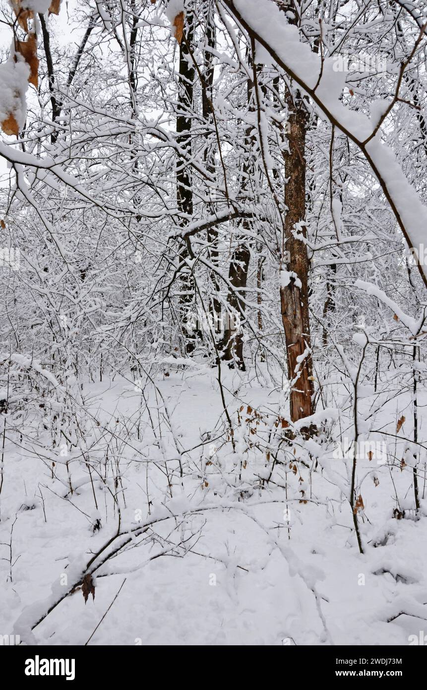 The snow has transformed the bleak forest landscape Stock Photo - Alamy