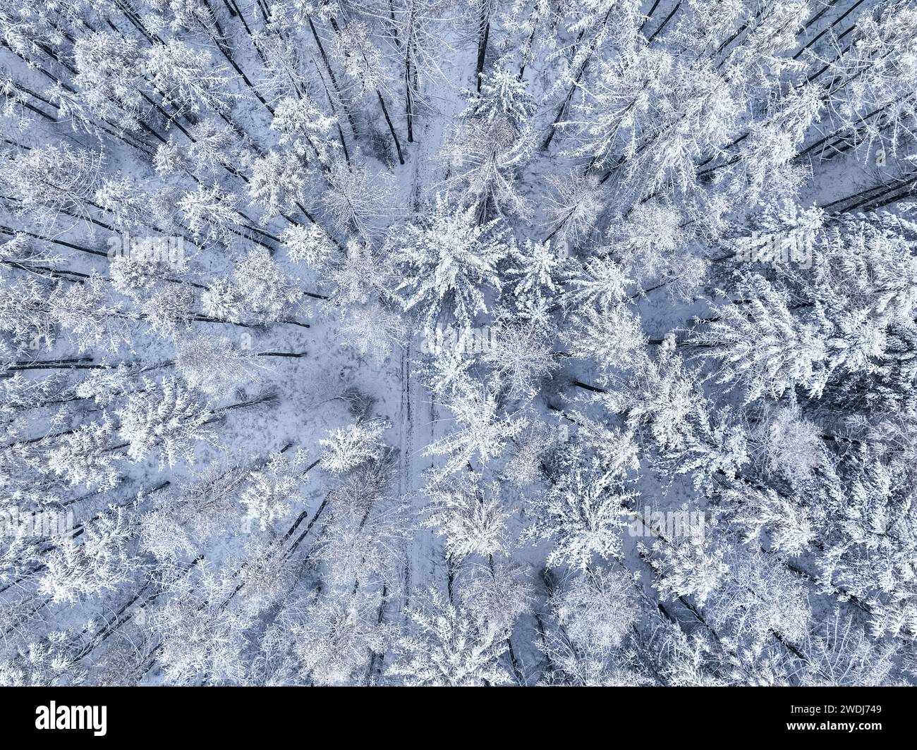 Top down view of forest in snowy winter, Poland. Snowy winter in nature ...