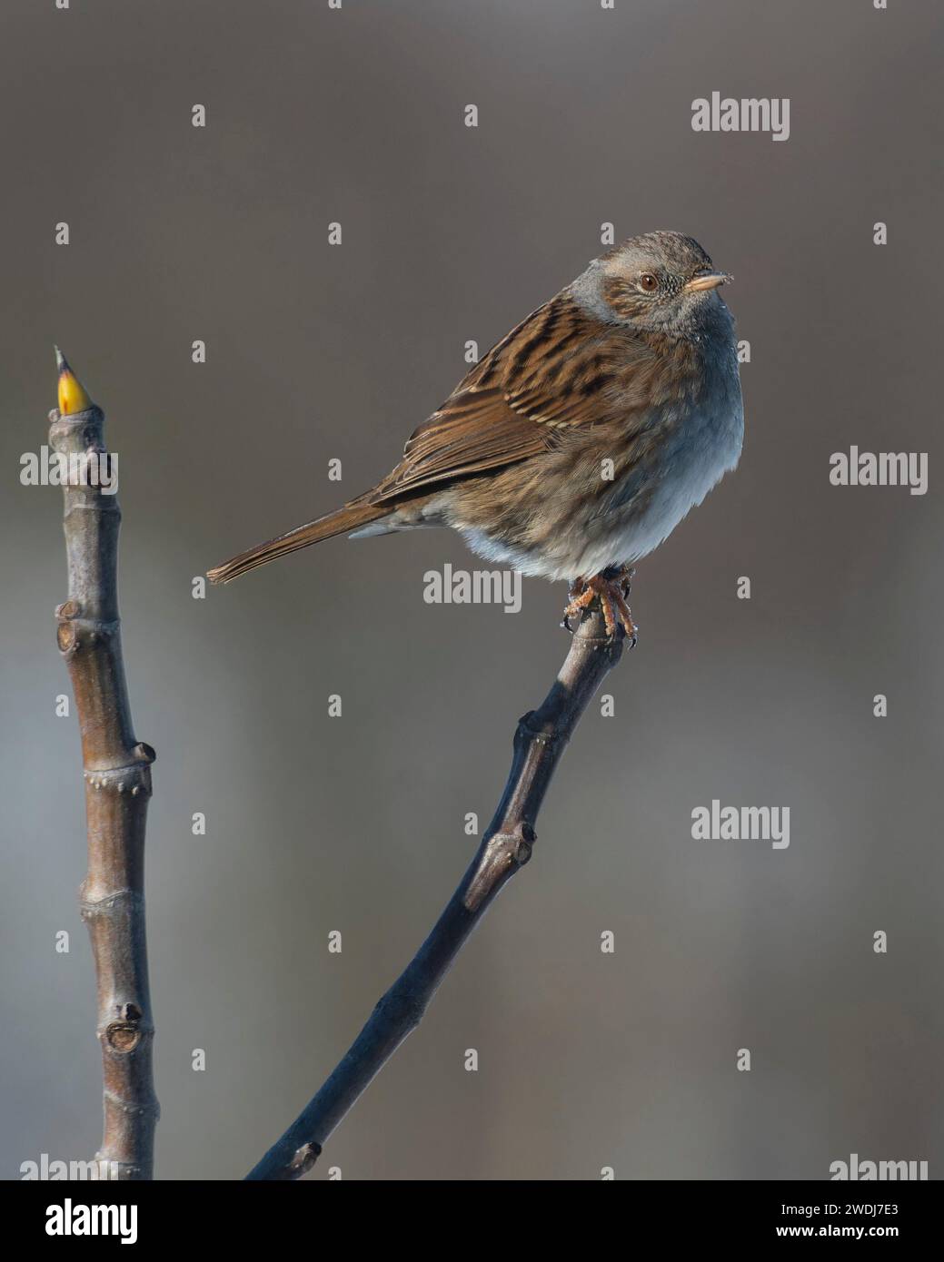Dunnock hedge sparrow prunella hi-res stock photography and images - Alamy